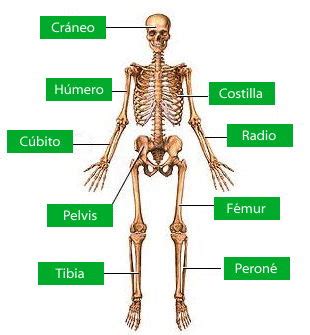Sistema óseo
