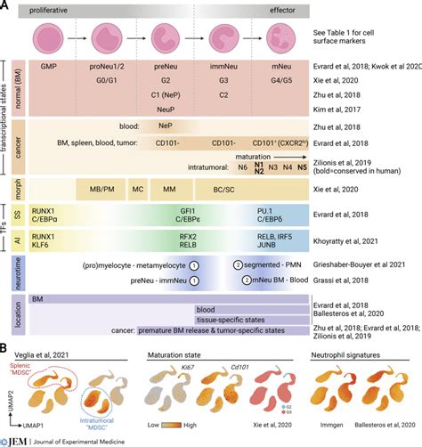 Neutrophil Maturation And Activation A Comparison Of Neutrophil Download Scientific Diagram