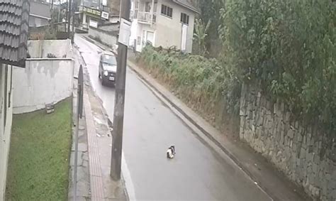 Polícia indicia homem que atropelou cachorro propositalmente em SC
