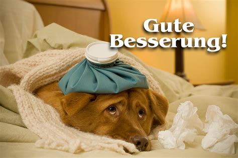 Gute Besserung Bilder Lustig Bilder Zu Sagen Gute Besserung