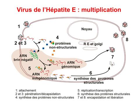 PPT Les hépatites détiologie virale PowerPoint Presentation free