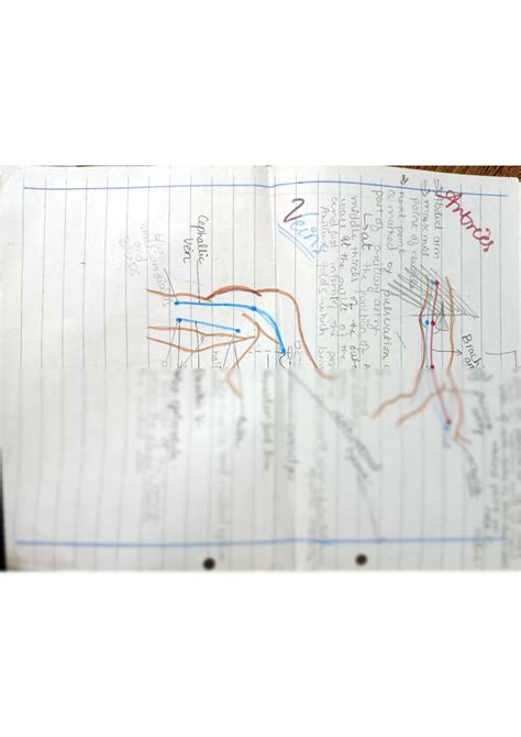 SOLUTION Upper Limb Surface Anatomy Studypool