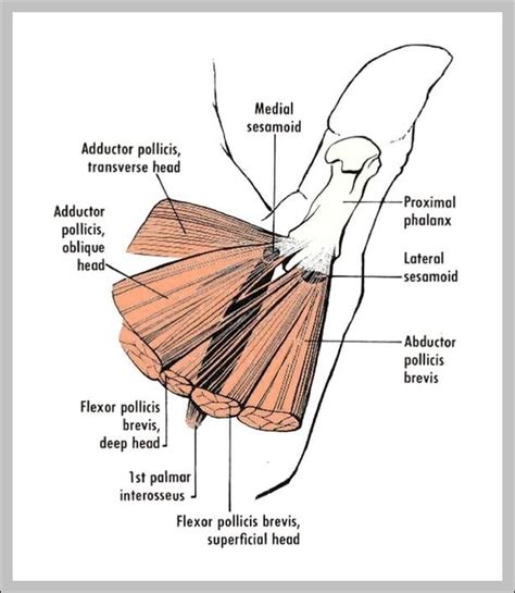 Thumb Anatomy Image Graph Diagram