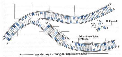 DNA Replikation Diagram Quizlet