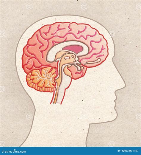 Human Anatomy Drawing Profile Head With Brain Sagittal Section Stock