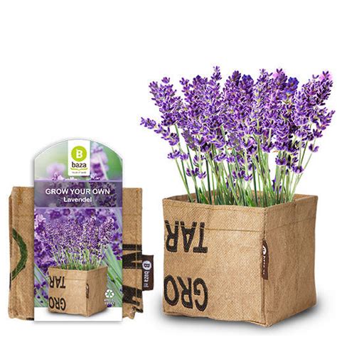 Semilla De Flor Perenne 180115 BAZA Seeds Holland B V Violeta