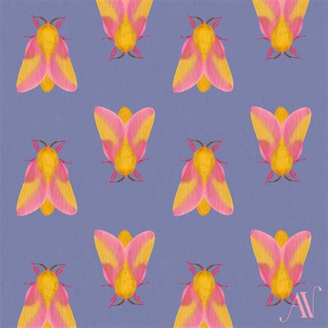 Rosy Maple Moth Wallpapers Wallpaper Cave