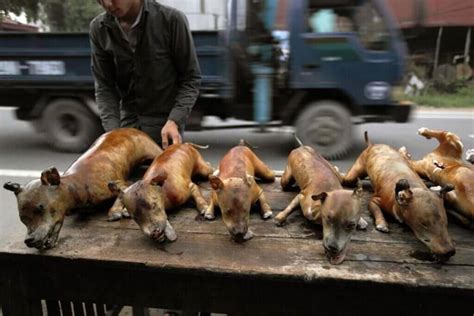 Manger du chien au Vietnam éclairage sur une tradition mal comprise