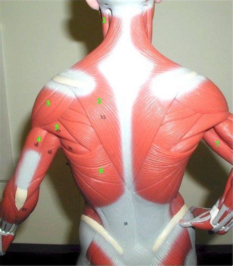 Muscles Of The Torso Posterior Diagram Quizlet