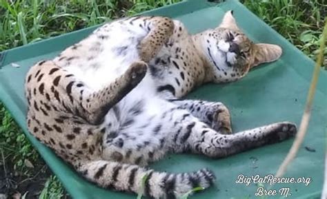 Good Night Big Cat Rescue Friends Silly Zucari Serval Is Enjoying