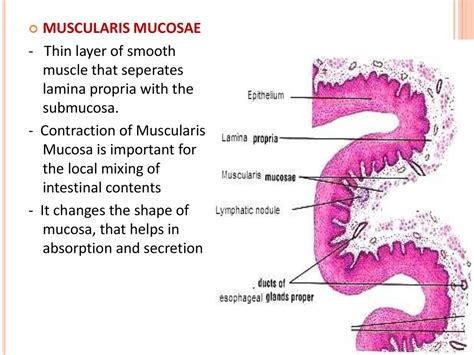 Muscularis Mucosae