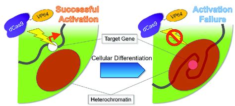 Schematic Illustration Of The Importance Of The Chromatin Structure In
