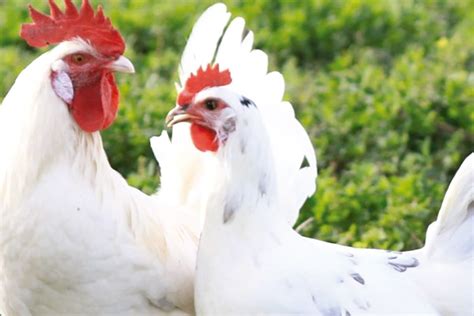 Conoce Las Mejores Razas De Gallinas Ponedoras De Huevos Gallinas