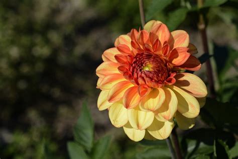 Dahlia Blomma Blomning Tr Dg Rd Gratis Foto P Pixabay Pixabay