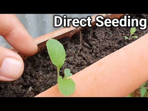 Paano Magtanim Ng Pechay How To Plant Pechay YouTube