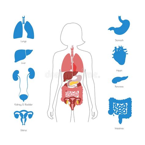Human Internal Organs Vector Stock Vector Illustration Of Donation