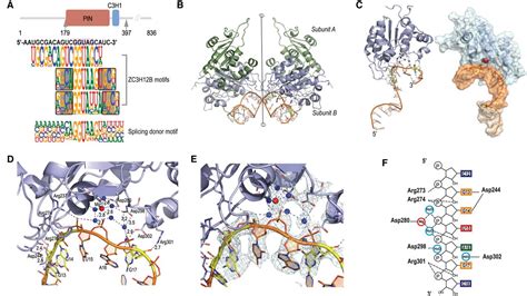 binding specificities of human rna binding proteins toward structured and linear rna sequences