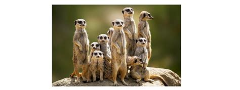 install a real time intrusion detection system ids with suricata and python by rubens
