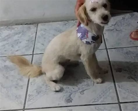 Estadual Homem que matou cachorrinha a pauladas é indiciado TN Sul
