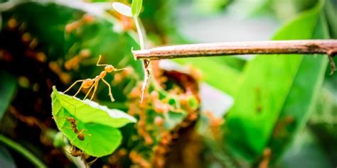 Comment éloigner les fourmis des semis Voici les produits quelles