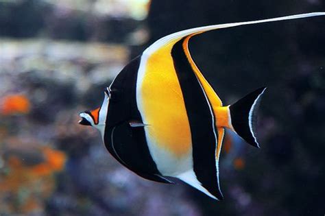 PECES EXÓTICOS 17 especies características hábitat y cuidados