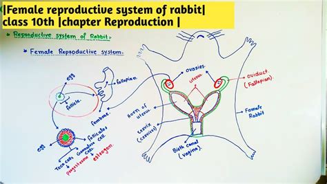 Female Reproductive System Of Rabbit Class 10th Chapter Reproduction Youtube