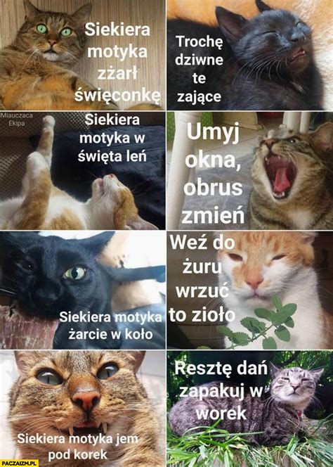 Siekiera motyka memy Paczaizm pl memy polityczne śmieszne obrazki