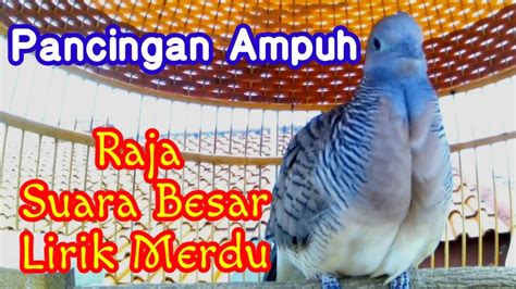 Pancingan Terbaik Perkutut Bangkok Gacor Suara Besar Lirik Merdu YouTube