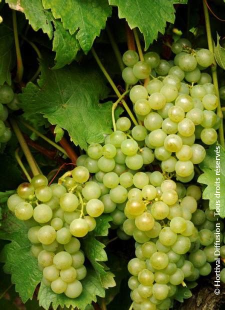 VITIS Vinifera CHASSELAS DE FONTAINEBLEAU Minier Solution Pro