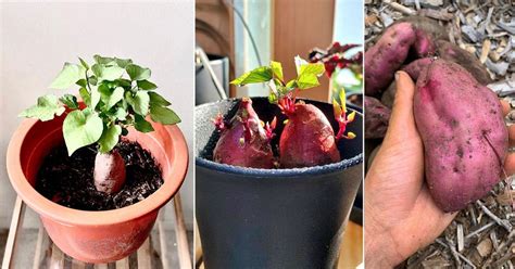 Growing Sweet Potatoes In Containers How To Plant Sweet Potatoes In Pots