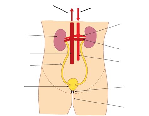 Urinary System Labelling Diagram Quizlet