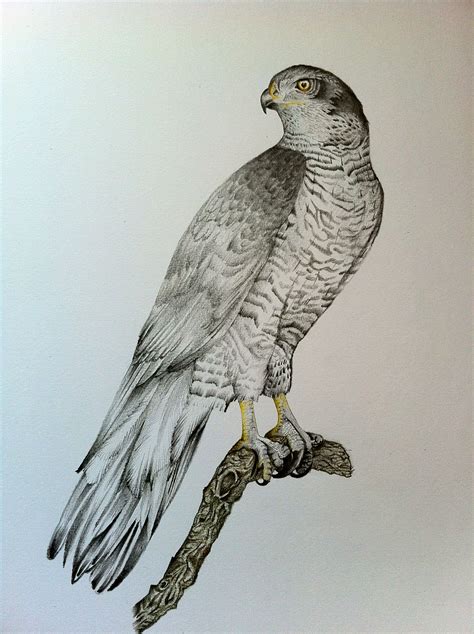 Pencil Drawing Bird Of Prey Bird Drawings Eagle Drawing Bird