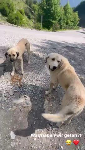 Große Hunde Familie im Taurus Gebirge der Türkei bei Alanya YouTube