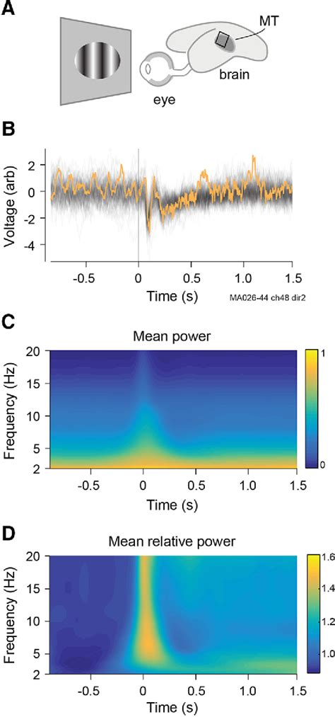 figure 1 from visual motion discrimination by propagating patterns in primate cerebral cortex
