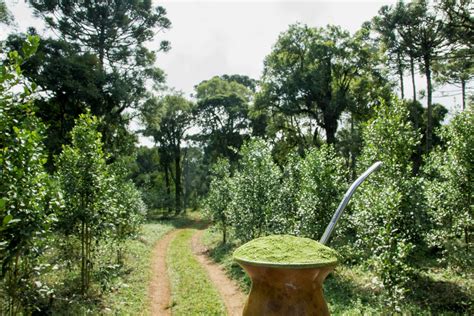Passeio temático de erva mate é lançado em São Mateus do Sul Ervas