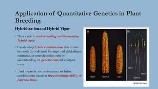 Quantitative Genetics And Its Applications Pptx
