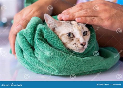 Veterinarian Doctor Checking Cat At A Vet Clinic Cat Treatment At The