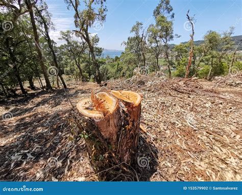 Cutting Down Trees In A Eucalyptus Forest That Causes Deforestation In