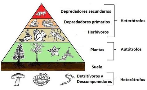 Cadena trófica Definición Importancia Tipos y ejemplos con diagrama