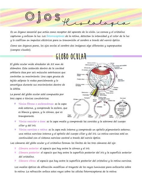 Ojos Histología Abril Oriana Feser uDocz