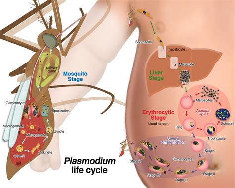 UCR Today Human Malaria Parasite Life Cycle Final