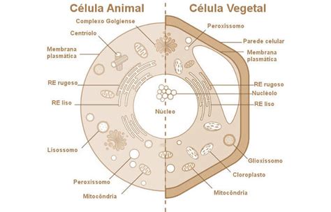 Diferenças entre célula animal e vegetal Mundo Educação