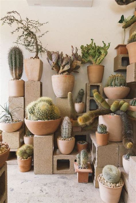 20 Indoor Cactus Garden Ideas