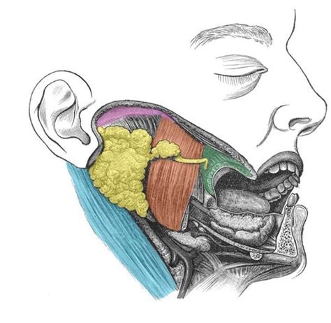 Parotid Region Infratemporal Fossa Flashcards Quizlet