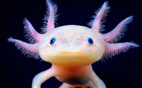 Cinco Especies De Vertebrados Mexicanos Que Debemos De Proteger