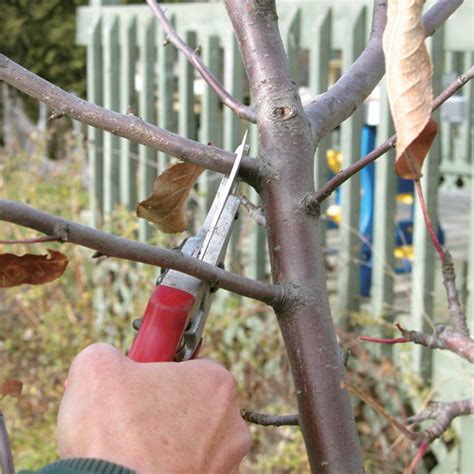 Comment Tailler Les Pommiers Trucs Et Conseils Jardinage Et