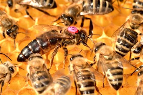 Quelles Sont Les M Thodes D Levage De Reines D Abeilles
