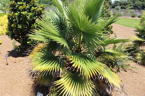 Washingtonia Robusta La Palmera Con Hojas De Abanico