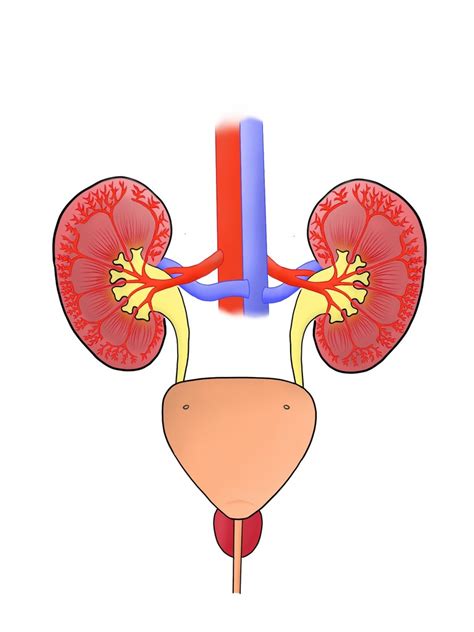 Renal System Anatomy Diagram Quizlet