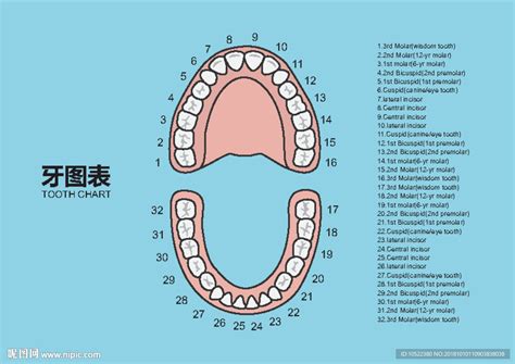 牙位图设计图 广告设计 广告设计 设计图库 昵图网